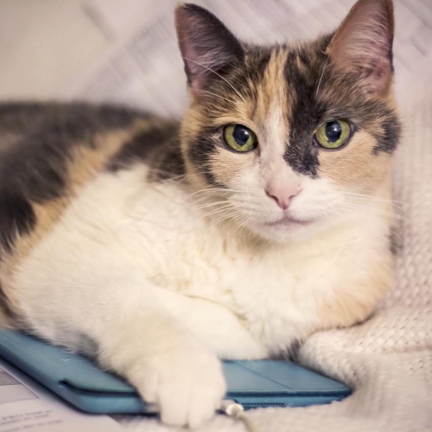 Cute Manx Cat Images | LoveToKnow Pets