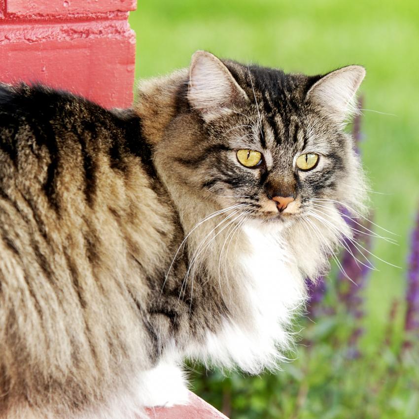 Cute Manx Cat Images | LoveToKnow Pets