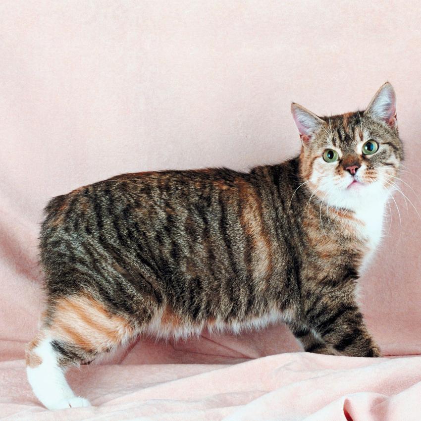 Cute Manx Cat Images | LoveToKnow Pets