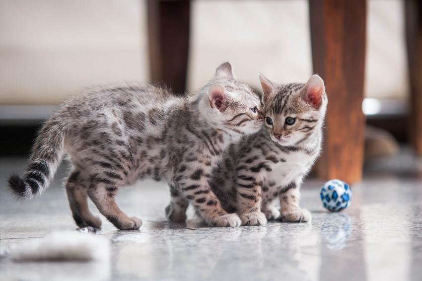 10 Stunning Pictures and Facts About Bengal Cats | LoveToKnow Pets