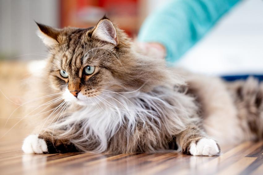 15 Most Allergy-Friendly Pets for Sensitive Pet Parents | LoveToKnow Pets