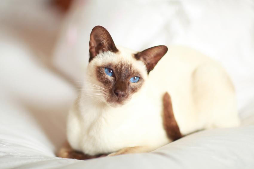 7 Types of Siamese Cats by Body Structure and Color | LoveToKnow Pets