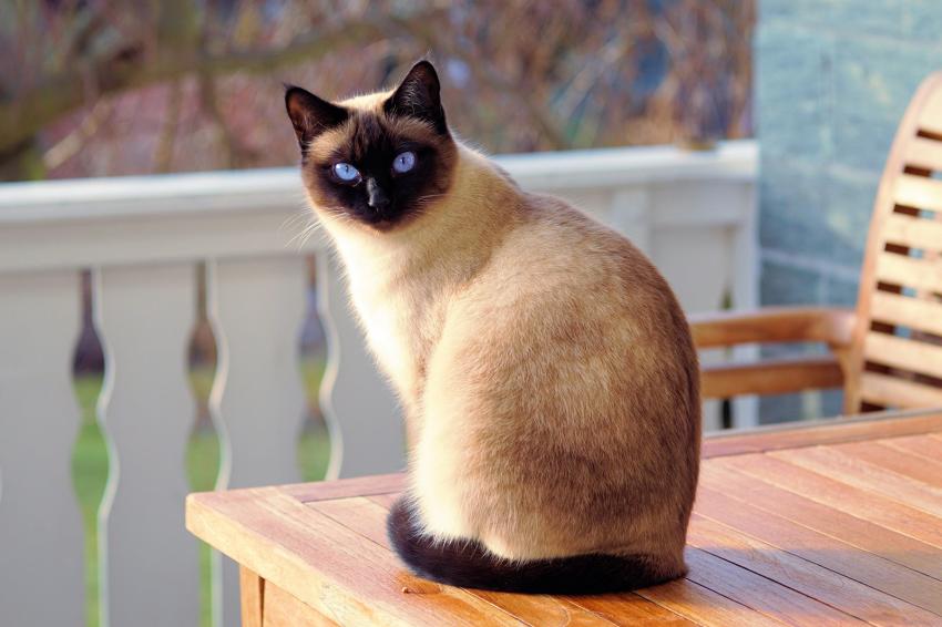 Meet the Chatty & Brainy Siamese Cat Breed | LoveToKnow Pets
