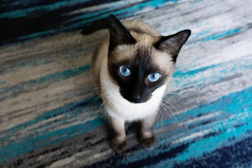 7 Types of Siamese Cats by Body Structure and Color | LoveToKnow Pets
