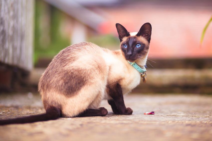 7 Types of Siamese Cats by Body Structure and Color | LoveToKnow Pets
