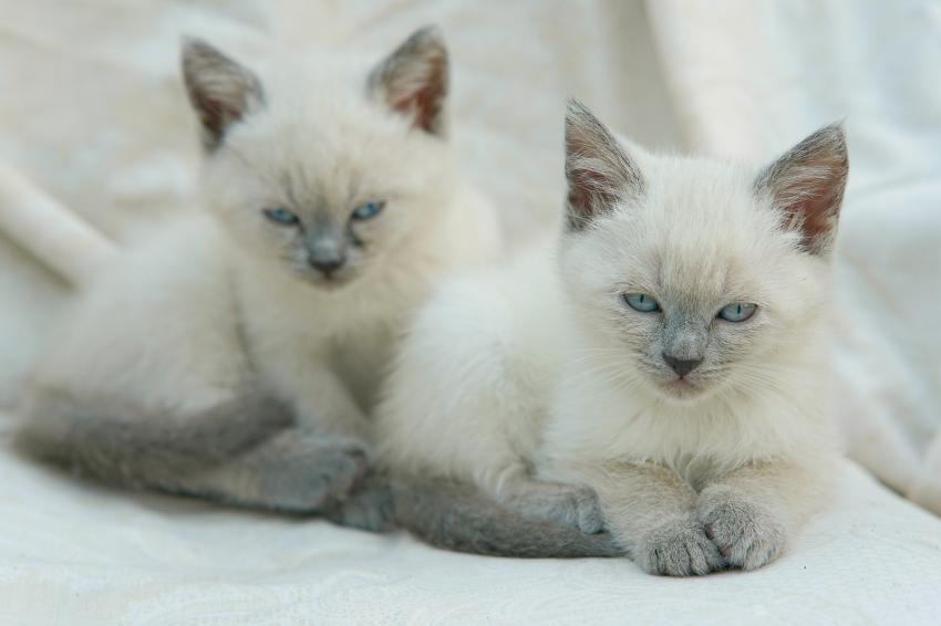 7 Types of Siamese Cats by Body Structure and Color | LoveToKnow Pets