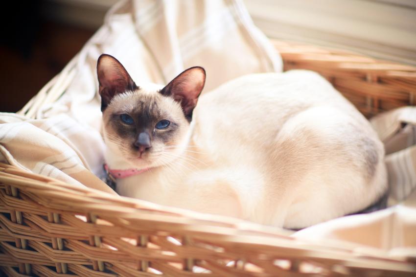 7 Types of Siamese Cats by Body Structure and Color | LoveToKnow Pets