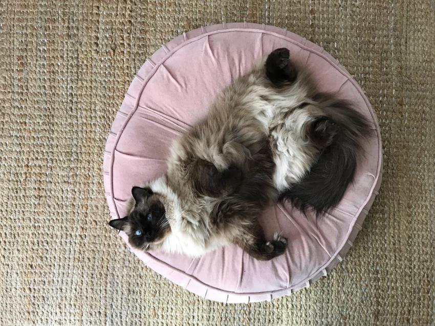 16 Pictures of Ragdoll Cats to Put a Pawsitive Spin on Your Day ...
