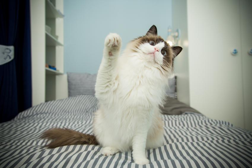 16 Pictures of Ragdoll Cats to Put a Pawsitive Spin on Your Day ...