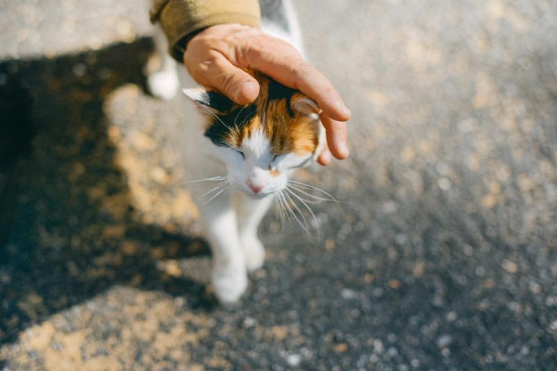 What Makes Male Calico Cats Unique? Myths vs. Facts | LoveToKnow Pets