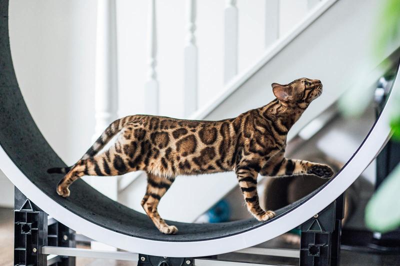 6 Ways to Exercise Your Indoor Cat & Disguise It as Play | LoveToKnow Pets