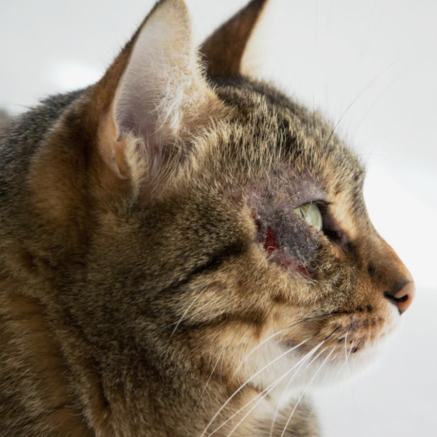9 Cat Skin Problems You Shouldn’t Ignore (With Pictures) | LoveToKnow Pets