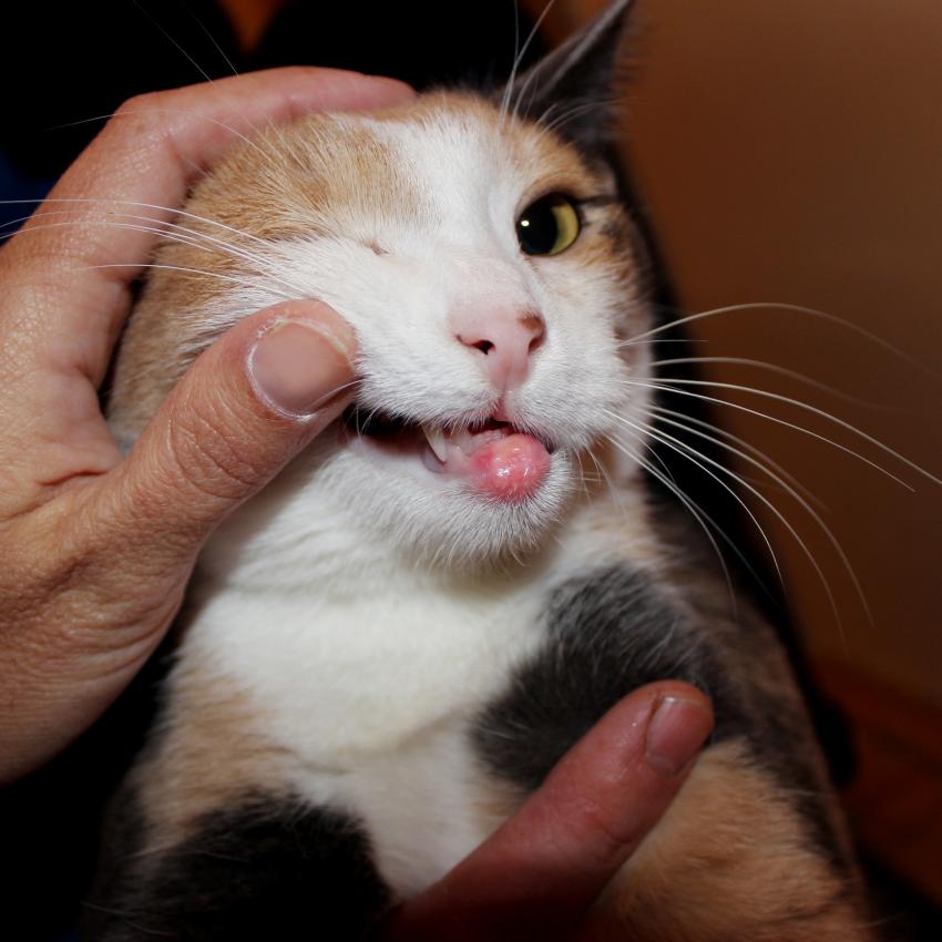 9 Cat Skin Problems You Shouldn’t Ignore (With Pictures) | LoveToKnow Pets