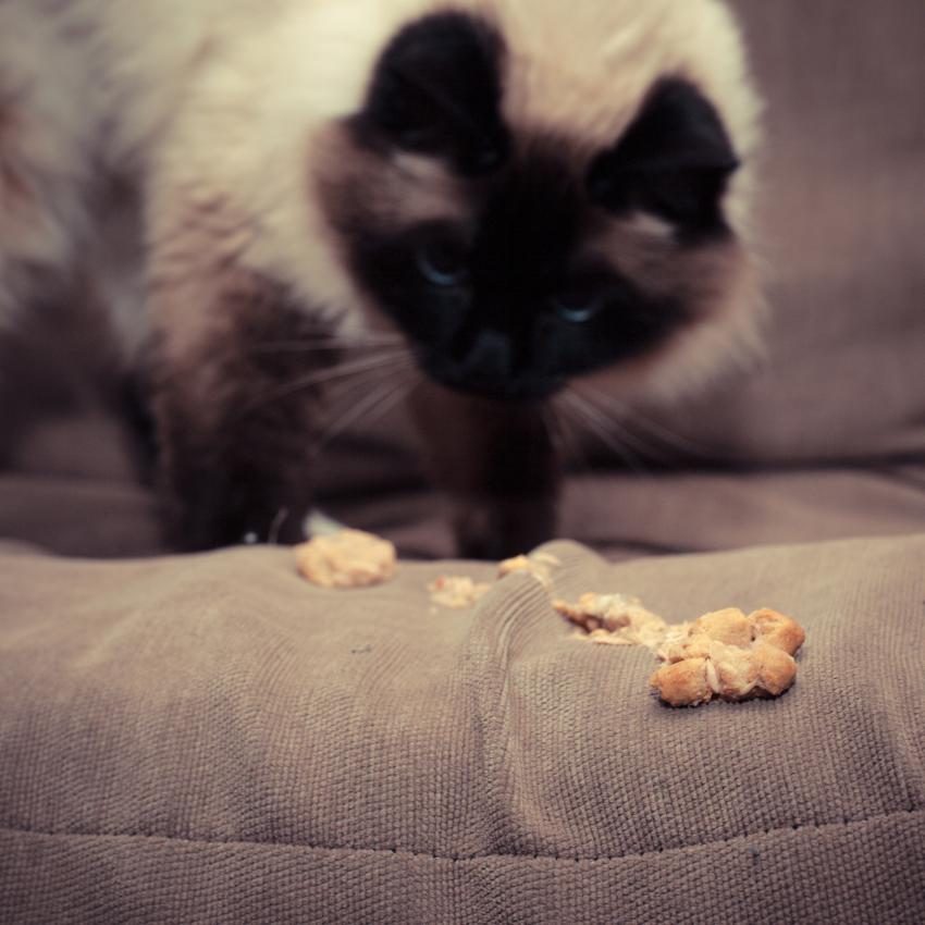 9 Cat Skin Problems You Shouldn’t Ignore (With Pictures) | LoveToKnow Pets