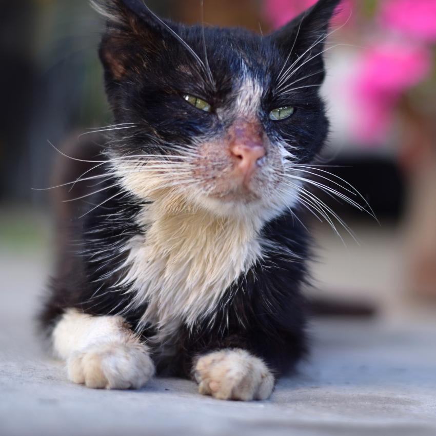 9 Cat Skin Problems You Shouldn’t Ignore (With Pictures) | LoveToKnow Pets