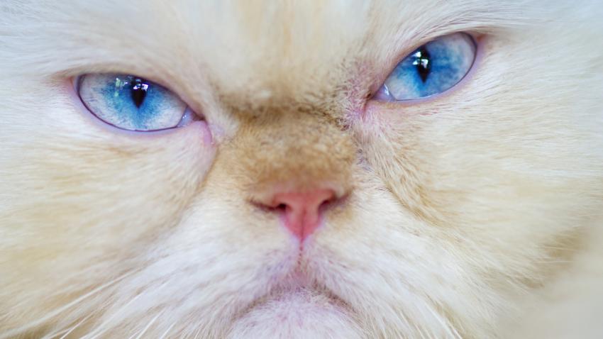 7 Beautiful Cat Eye Colors & How Rare They Are | LoveToKnow Pets