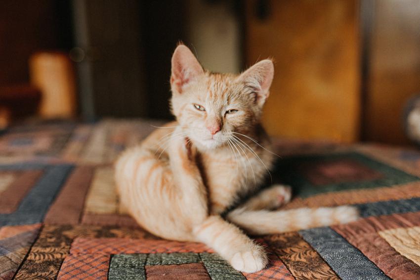 9 Cat Skin Problems You Shouldn’t Ignore (With Pictures) | LoveToKnow Pets