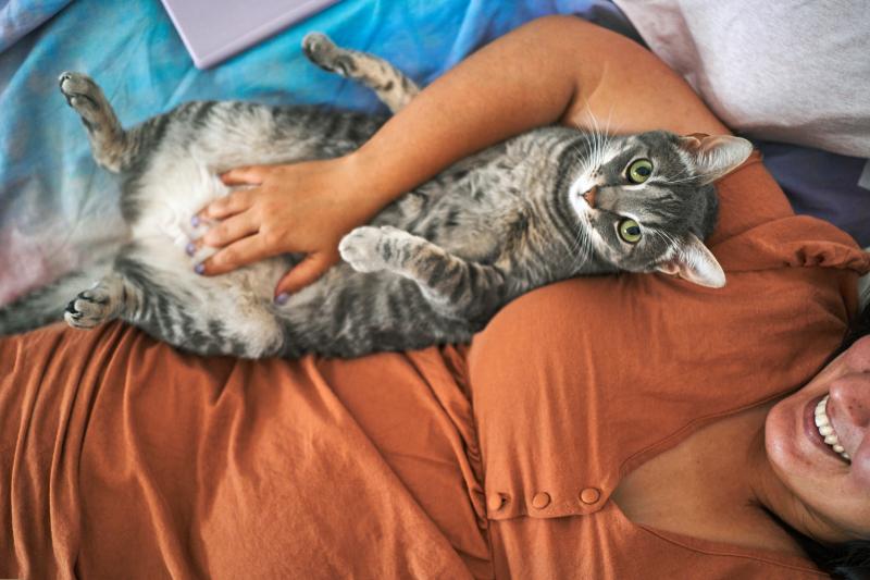 Cat Breeding & Mating Overview & Guidelines | LoveToKnow Pets