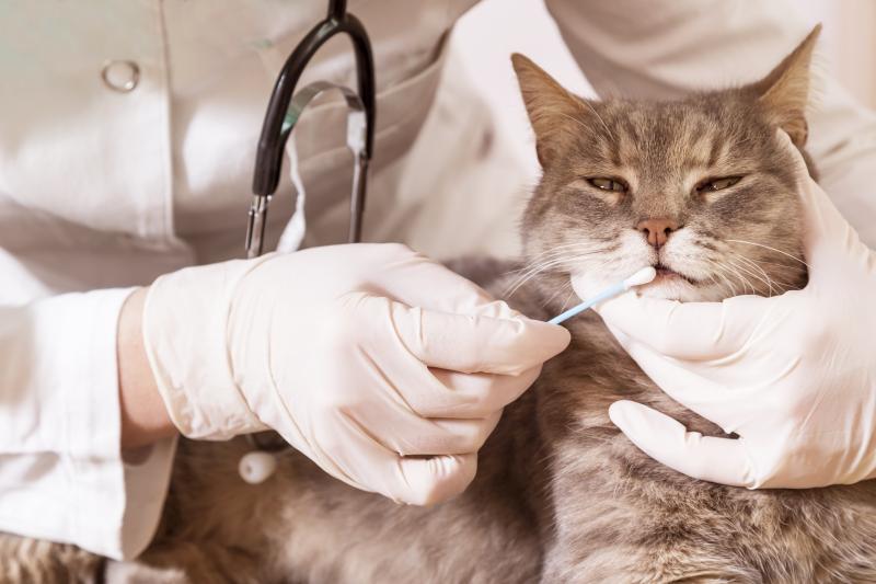Pros & Cons of Cat DNA Testing: What Can It Really Tell You ...