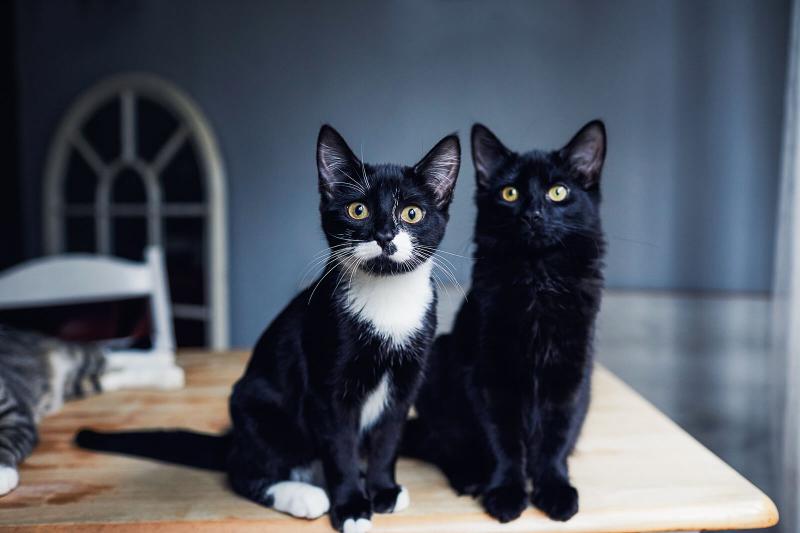 127 Pagan Cat Names LoveToKnow Pets 127 Pagan Cat Names LoveToKnow Pets