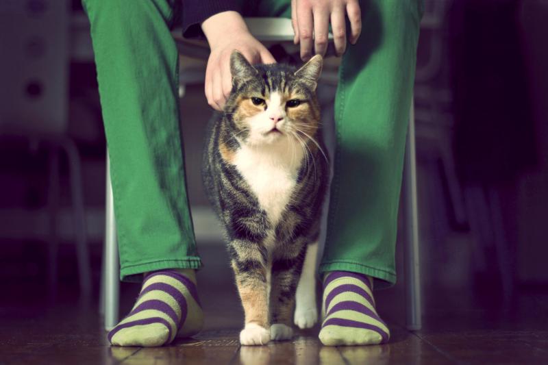 100 Top Irish Cat Names (Traditional to Funny) | LoveToKnow Pets