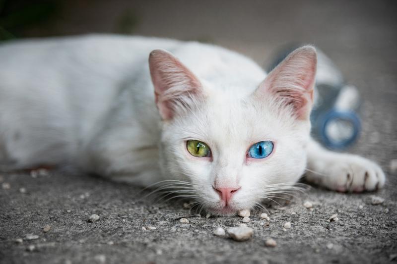 100+ Exotic Cat Names for Distinctive Pets | LoveToKnow Pets