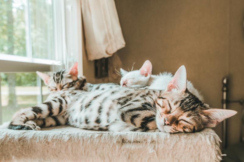 111 Unique Cat Names That Are Quirky in the Best Way | LoveToKnow Pets