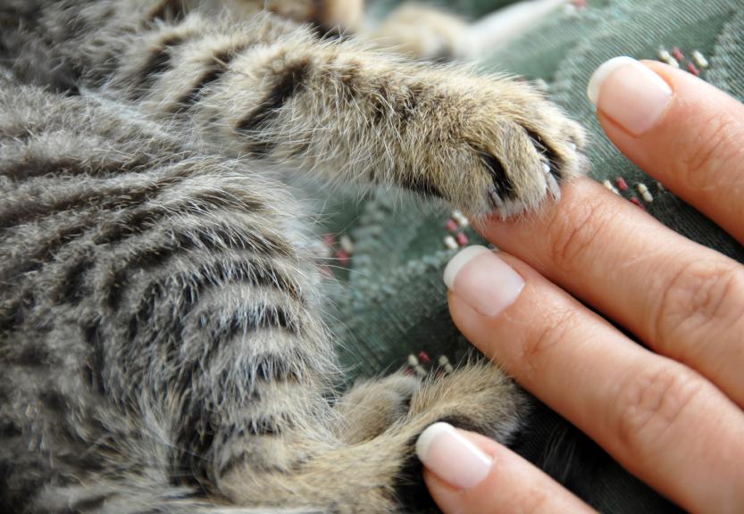 How to Make a Cat Scratcher | LoveToKnow Pets