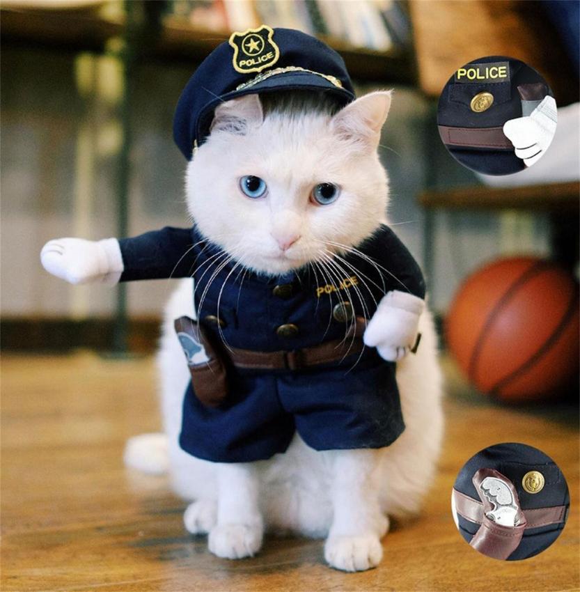 12 Halloween Costumes for Cats That Are Totally Hiss-Terical | LoveToKnow