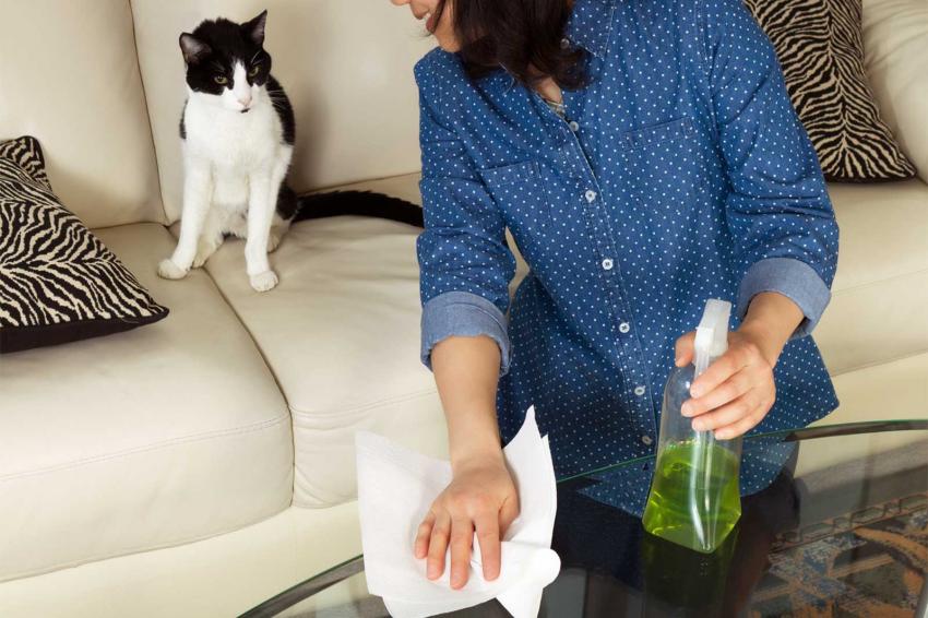 10 Smells Cats Hate (Avoid a Grumpy Kitty) | LoveToKnow Pets