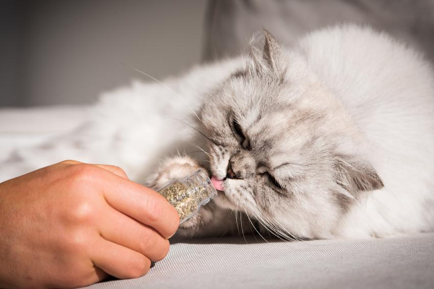 9 Proven Ways to Make Sure Your Cat Is Happy and Feline Fine ...