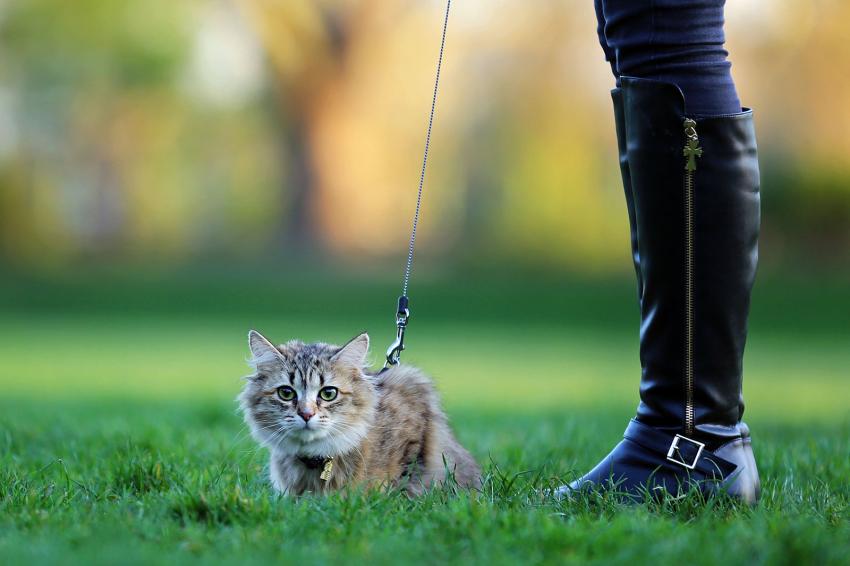 9 Proven Ways to Make Sure Your Cat Is Happy and Feline Fine ...
