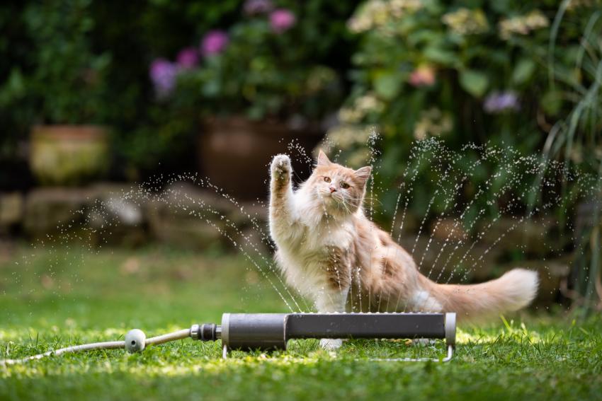 9 Water-Loving Cat Breeds That Enjoy the Wet Stuff | LoveToKnow Pets