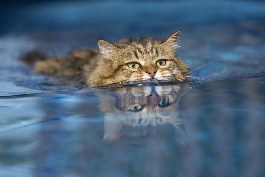 9 Water-Loving Cat Breeds That Enjoy the Wet Stuff | LoveToKnow Pets