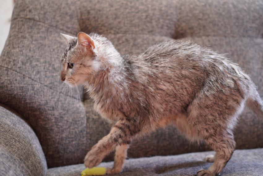 9 Water-Loving Cat Breeds That Enjoy the Wet Stuff | LoveToKnow Pets