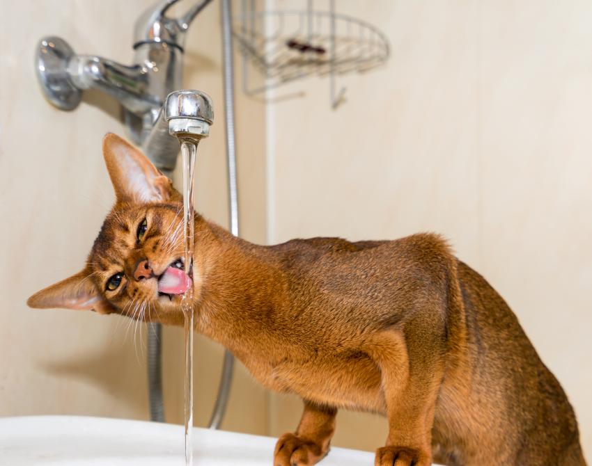 9 Water-Loving Cat Breeds That Enjoy the Wet Stuff | LoveToKnow Pets