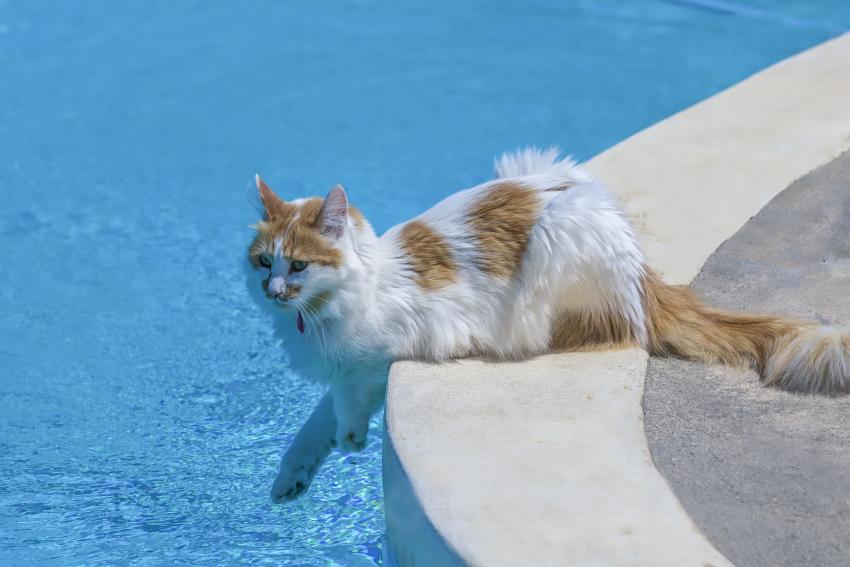 9 Water-Loving Cat Breeds That Enjoy the Wet Stuff | LoveToKnow Pets