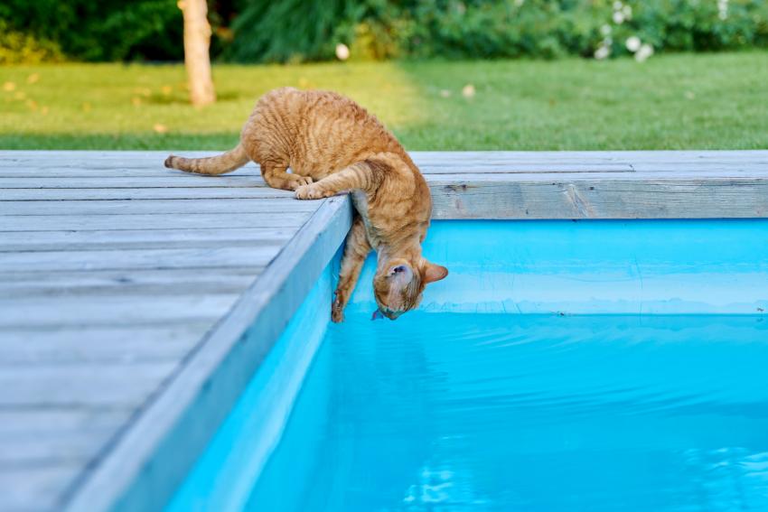 9 Water-Loving Cat Breeds That Enjoy the Wet Stuff | LoveToKnow Pets