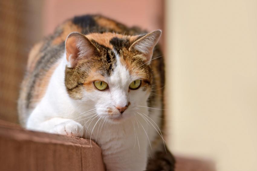 See What Your Cat’s Color Says About Their Personality | LoveToKnow Pets