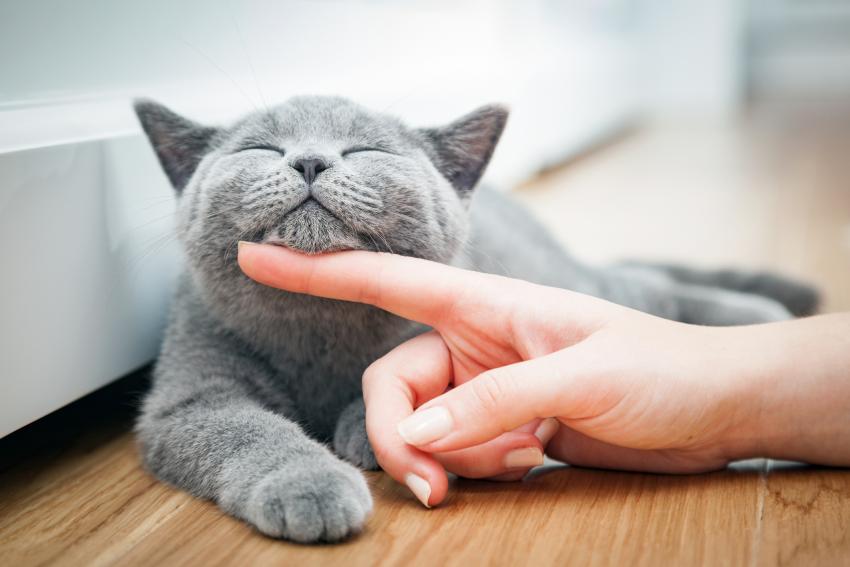 See What Your Cat’s Color Says About Their Personality | LoveToKnow Pets