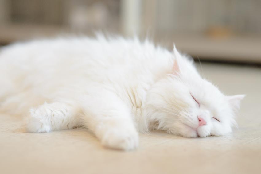 See What Your Cat’s Color Says About Their Personality | LoveToKnow Pets