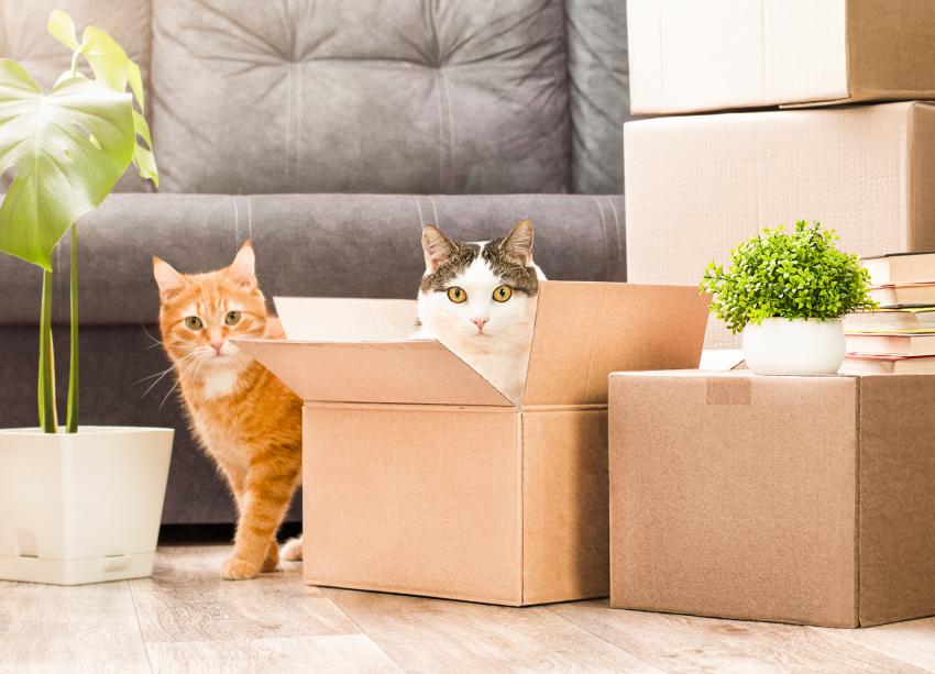 See What Your Cat’s Color Says About Their Personality | LoveToKnow Pets