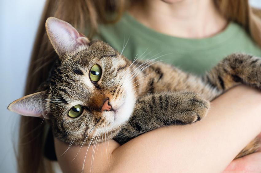 12 Most Popular Animals People Keep as Pets | LoveToKnow Pets