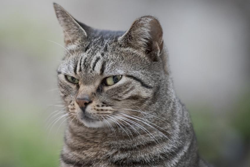 Funniest Cat Expressions & Hidden Feline Feelings, Revealed ...