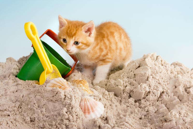8 Ways to Keep Cats Out of a Backyard Sandbox | LoveToKnow Pets