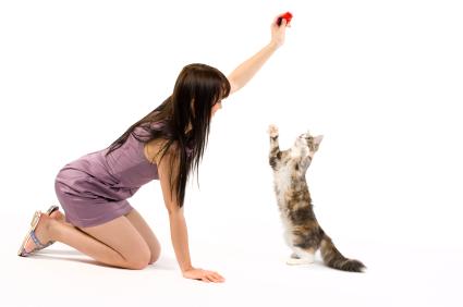 Effective Cat Clicker Training | LoveToKnow Pets