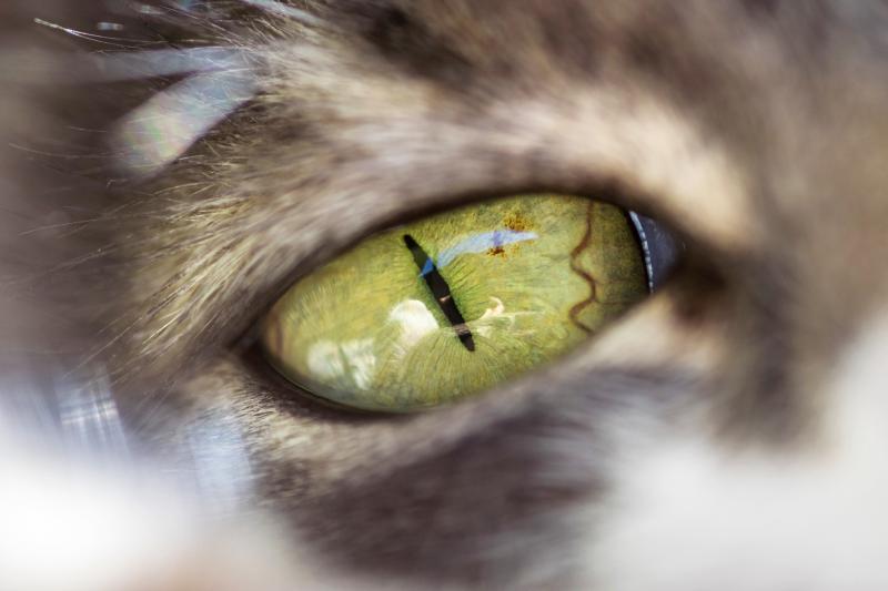 Can Cats See Color? A Peek Into Feline Vision | LoveToKnow Pets
