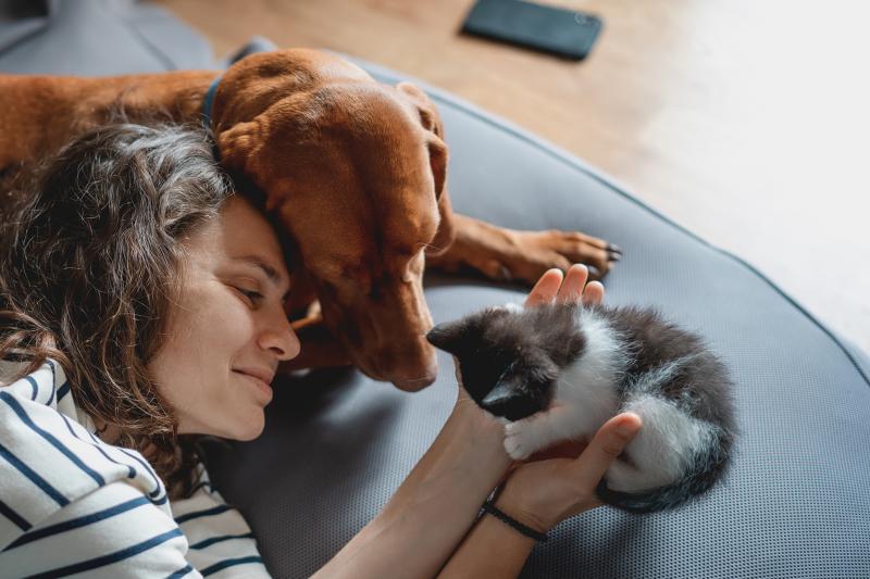 4 Steps to Socialize Kittens & Create Confident, Friendly Cats ...