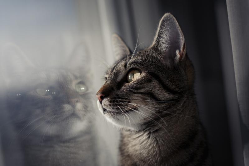 Midnight Mischief: How Full Moons Drive Cat Behavior | LoveToKnow Pets