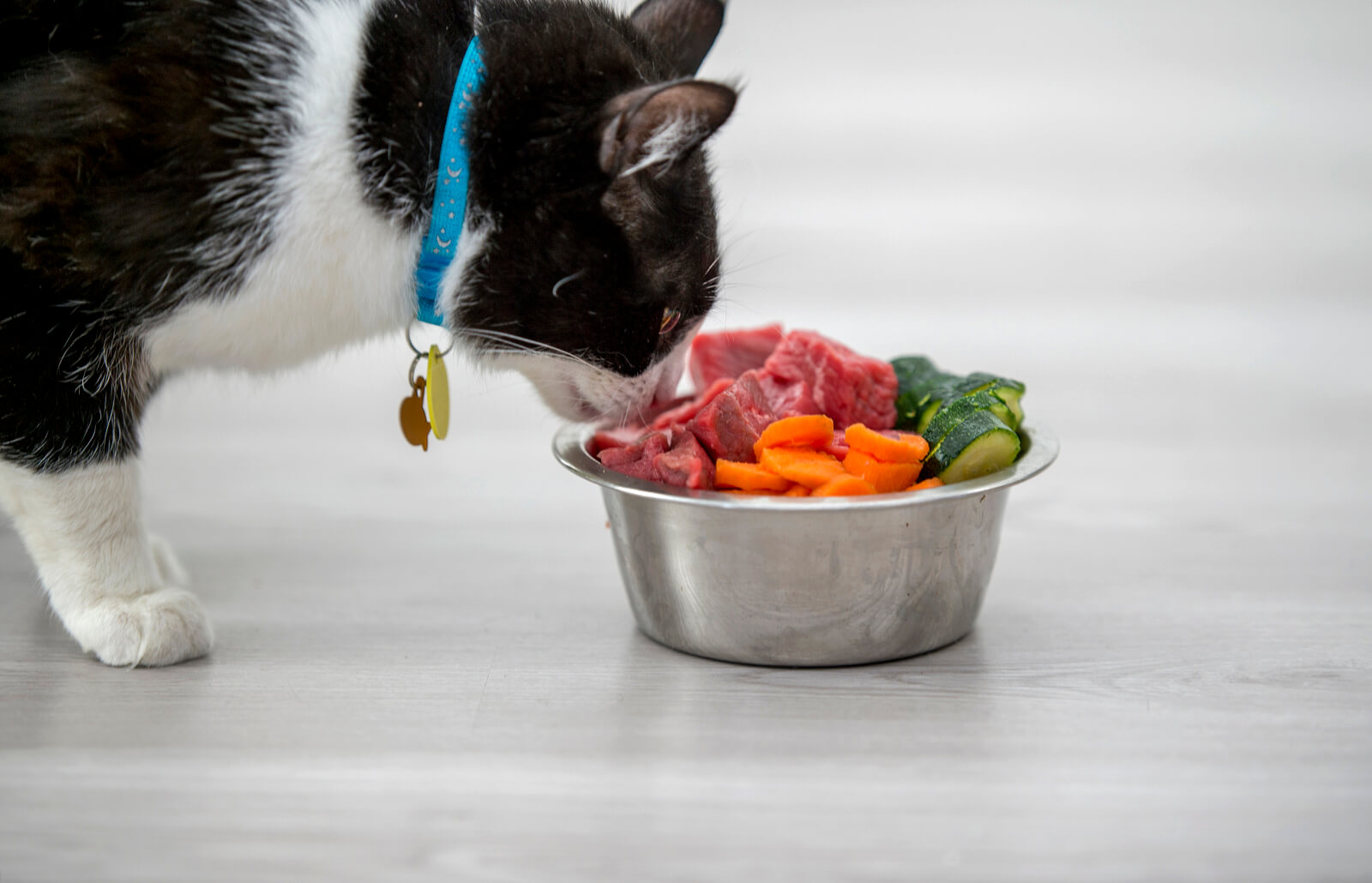 What Type Of Food Do Cats Eat Peacecommission kdsg gov ng What Type Of Food Do Cats Eat Peacecommission kdsg gov ng